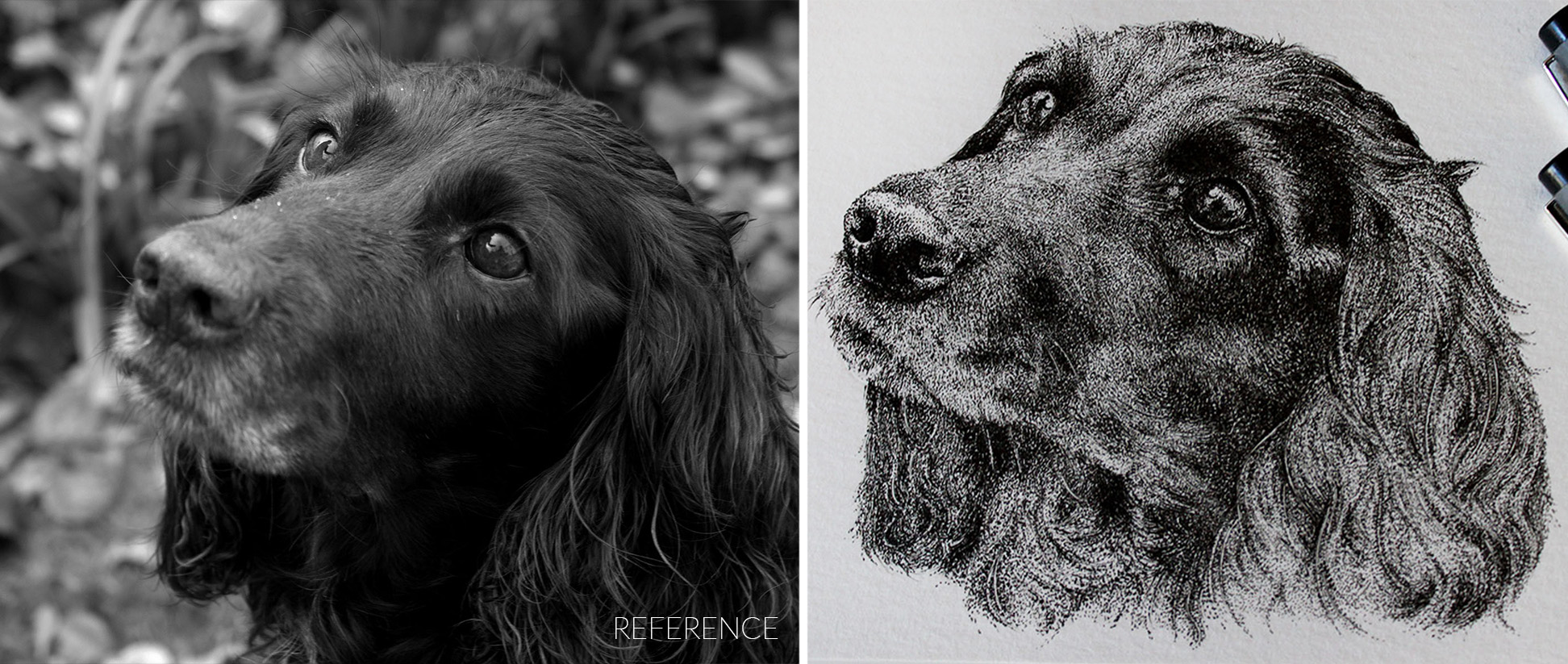 Pet Portrait - Molly